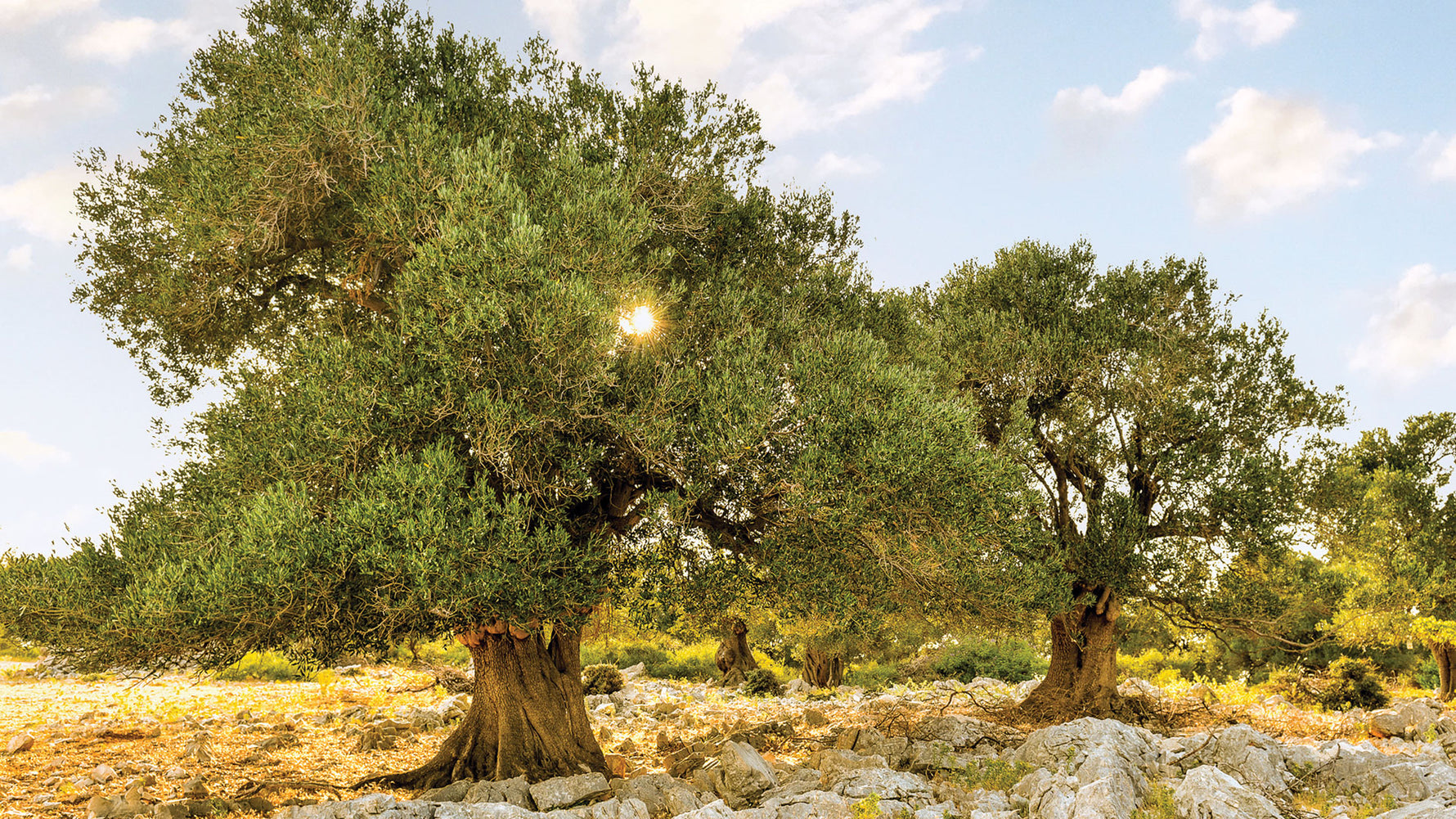 HaYesod Courses – First Fruits of Zion Resources Store